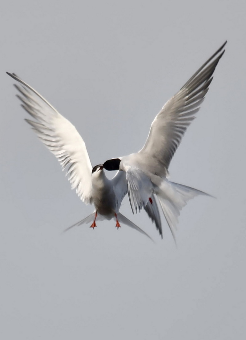 RSF Klubbtävling 2019 – Sjöbo Fotoklubb